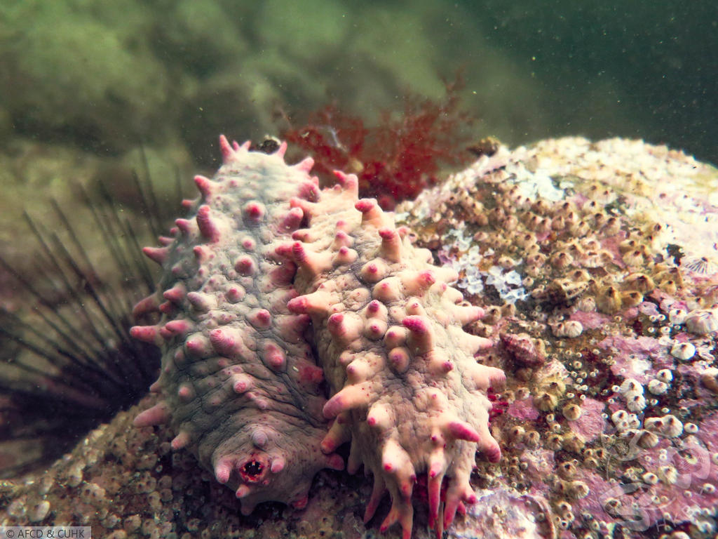 HKBIH - 物种图片／影片