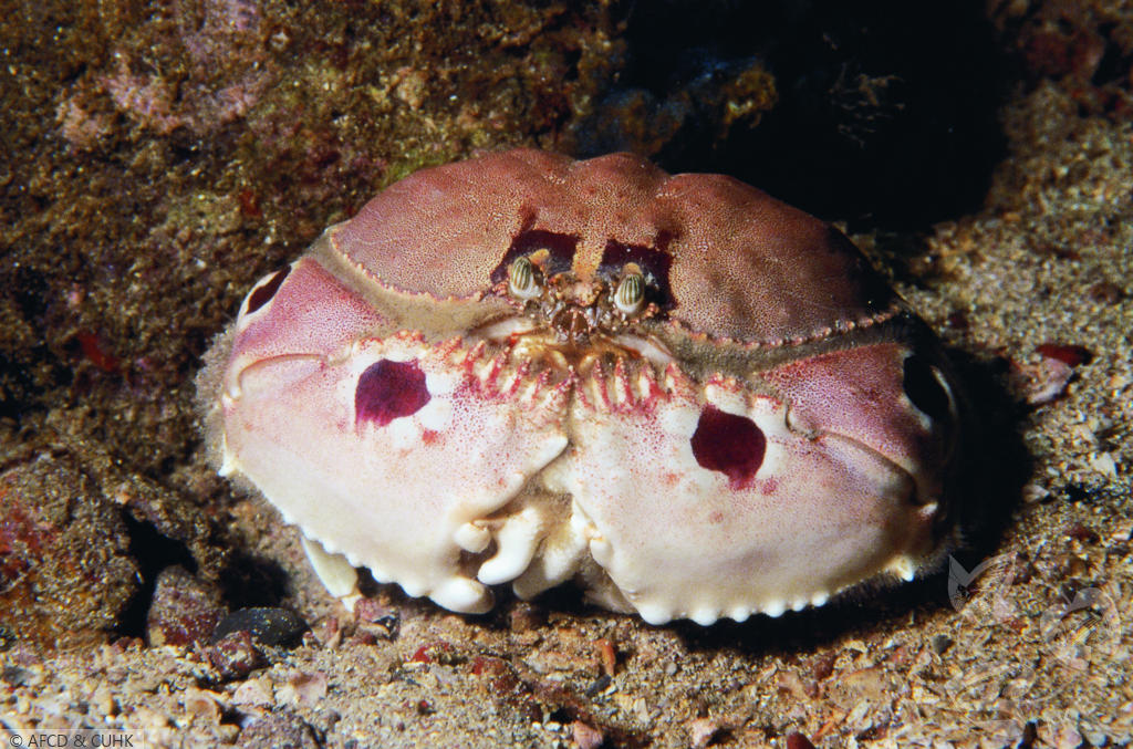 HKBIH - 物種圖片／影片