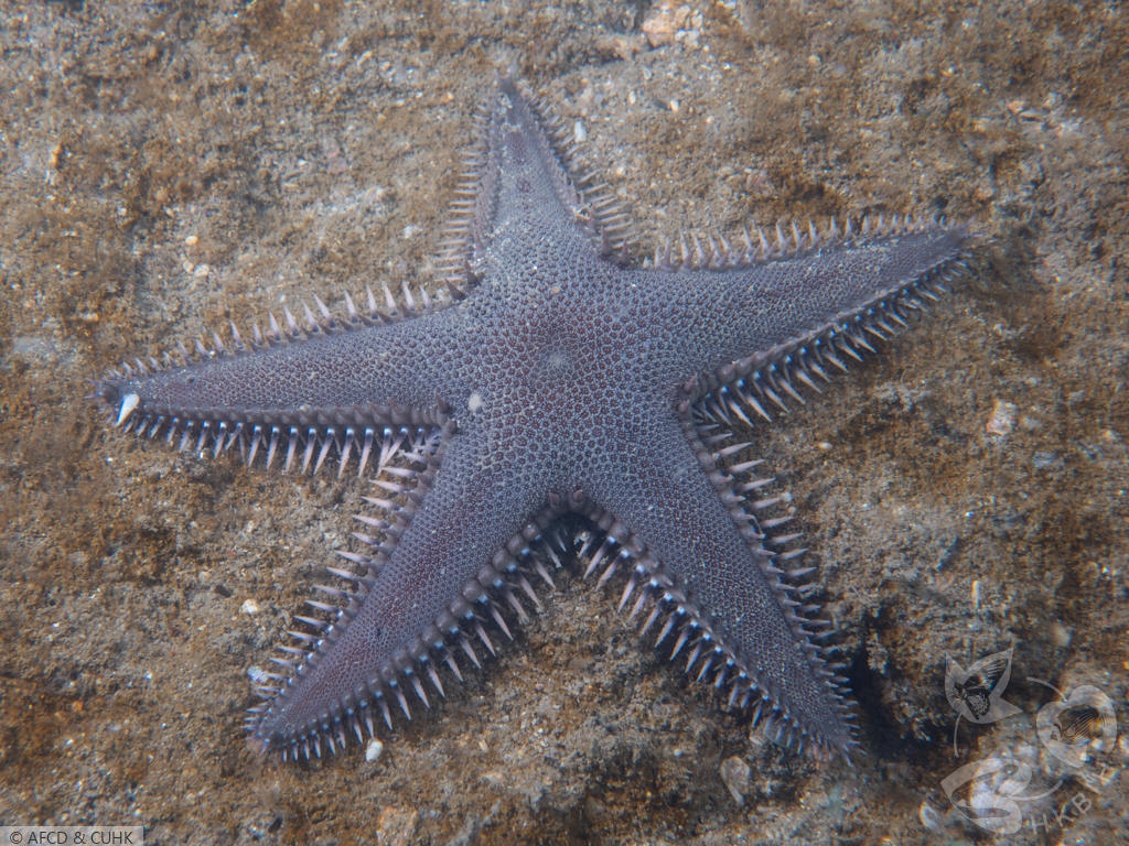 HKBIH - 物種圖片／影片