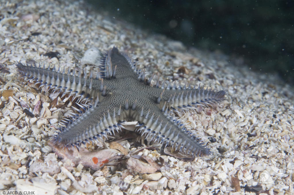 HKBIH - 物種圖片／影片