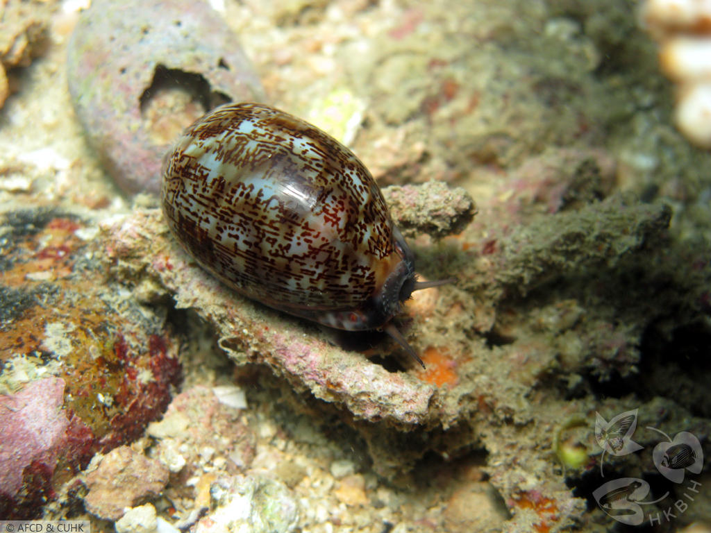 HKBIH - 物種圖片／影片