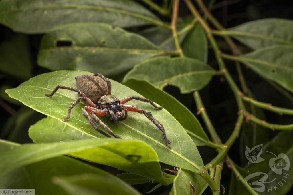 HKBIH - Spiders